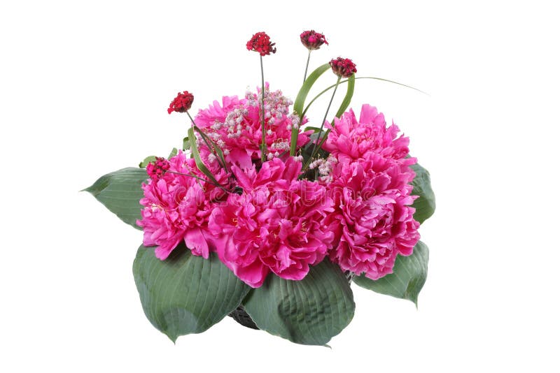 Bouquet Des Pivoines Roses D'isolement Image stock - Image du fleur ...
