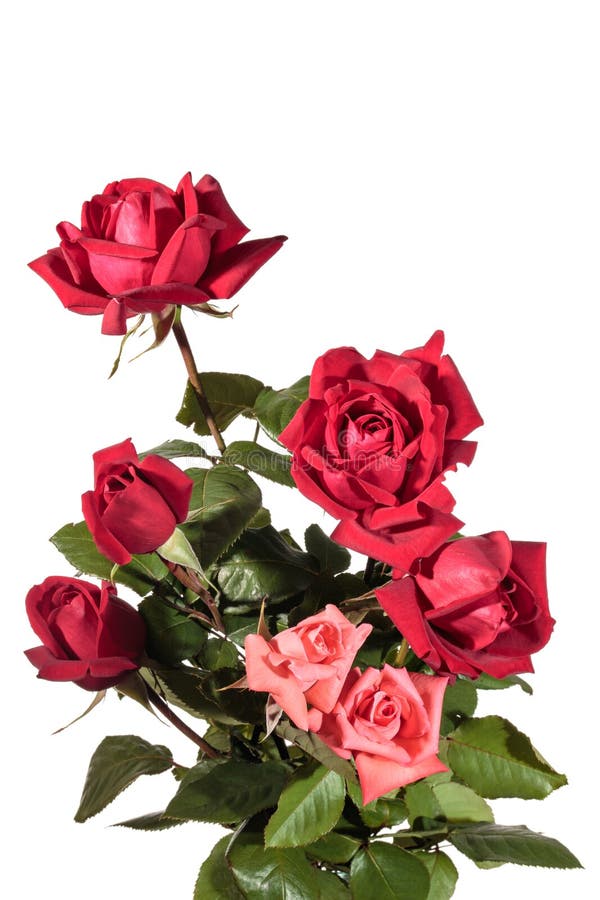 Bouquet Des Roses D'isolement Sur Un Fond Blanc Photo stock - Image du ...