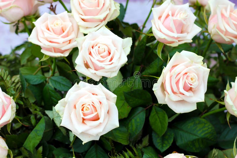 31,631 Roses Rose Clair Photos libres de droits et gratuites de Dreamstime