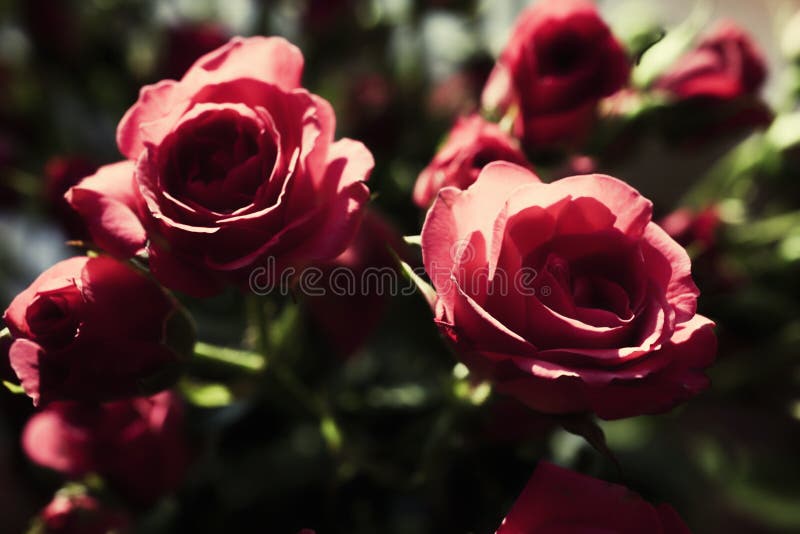 Bouquet des roses rouges image stock. Image du nature - 12266313