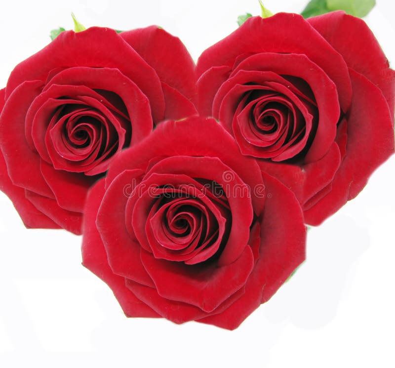 Bouquet des roses rouges photo stock. Image du saison - 14004948