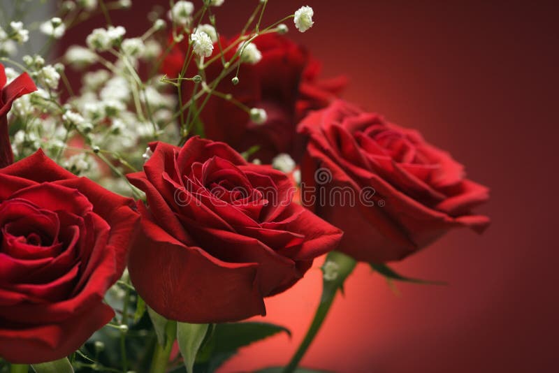 Bouquet des roses rouges. photo stock. Image du affection - 2426258