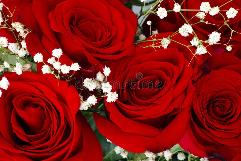 Bouquet Des Roses Rouges Et Des Petites Fleurs Blanches Photo stock ...