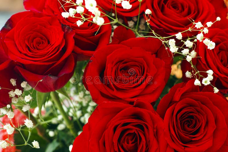 Bouquet Des Roses Rouges Et Des Petites Fleurs Blanches Photo stock ...