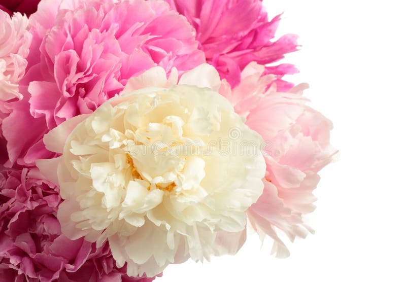 Bouquet of Different Color Peonies Stock Photo - Image of blossom ...