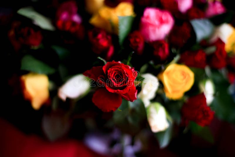 Bouquet of Different Colorful Roses on Black Background Stock Image ...