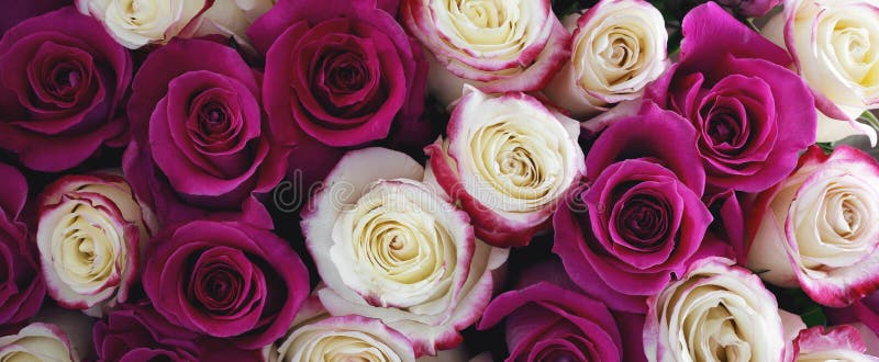 Bouquet of Different Roses. Panorama Stock Image - Image of background ...
