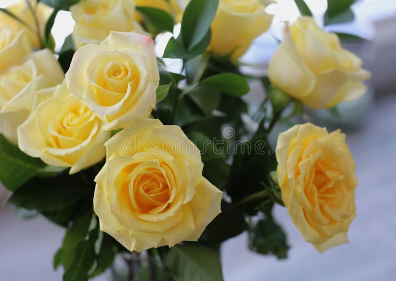 A Bouquet of Yellow Long Stem Roses and Greenery Stock Photo - Image of ...