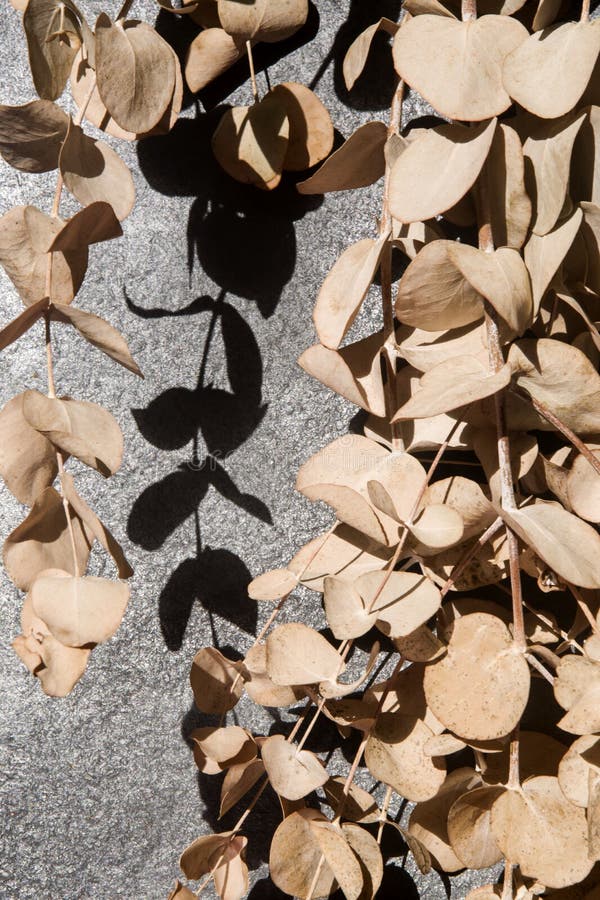 Bouquet of Dried Eucalyptus Leaves and Their Shadow Stock Image - Image ...