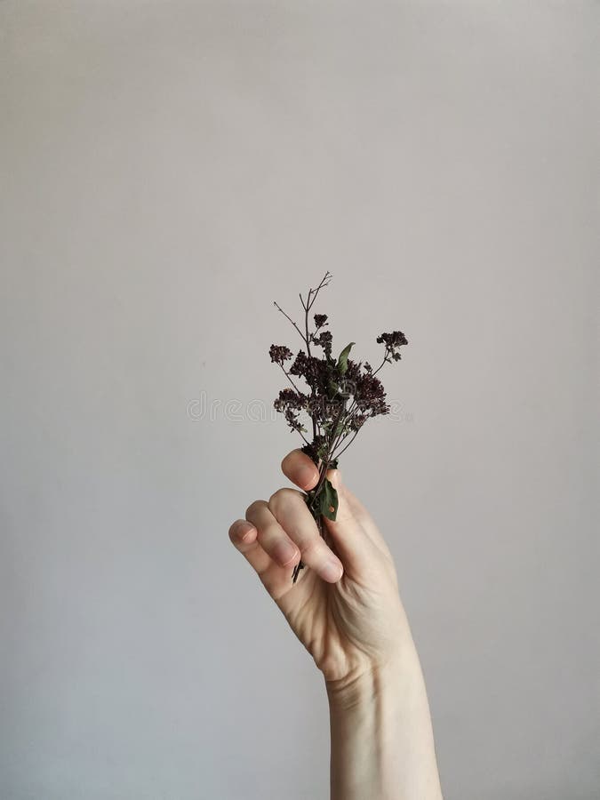 A Bouquet of Dried Flowers in a Hand Stock Image - Image of woman ...