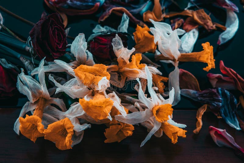 Bouquet of Dried Red Roses and Orange Daffodils on a Table Stock Image ...