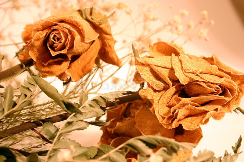 Bouquet of dried roses stock photo. Image of beauty, stem - 528564