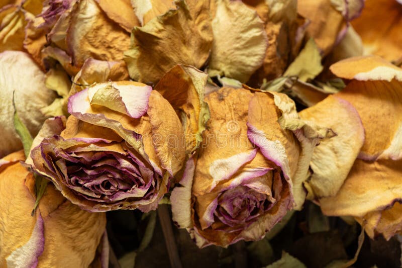 Bouquet of Dried Roses As a Background, Roses Stock Photo - Image of ...