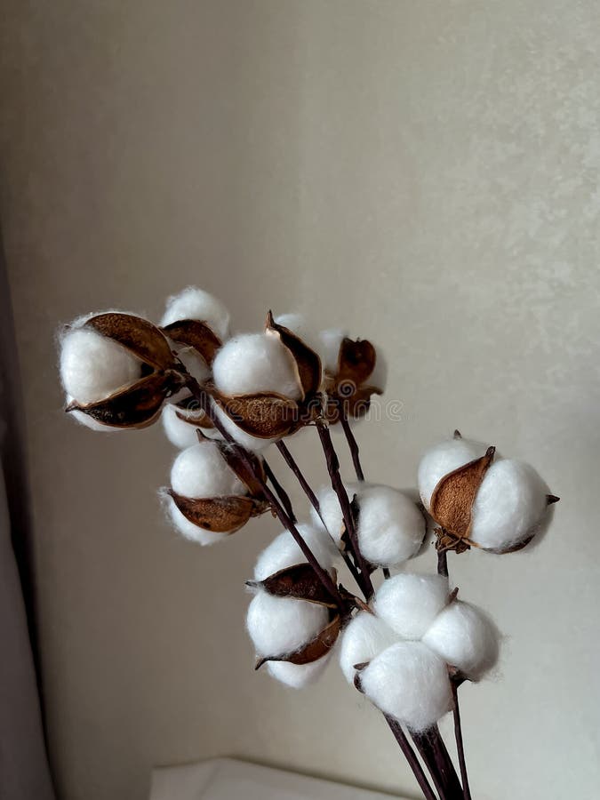 Bouquet of Dry Twigs of Cotton Flowers on the Background. Stock Image ...