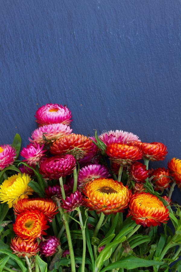 Bouquet of Everlasting Flowers Stock Photo - Image of everlasting ...