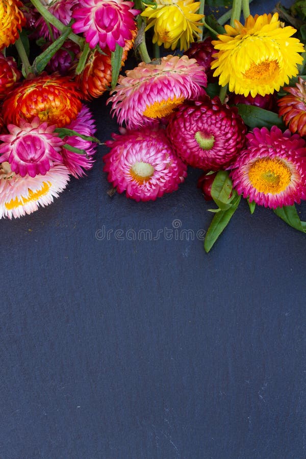 Bouquet of Everlasting Flowers Stock Image - Image of foliage ...
