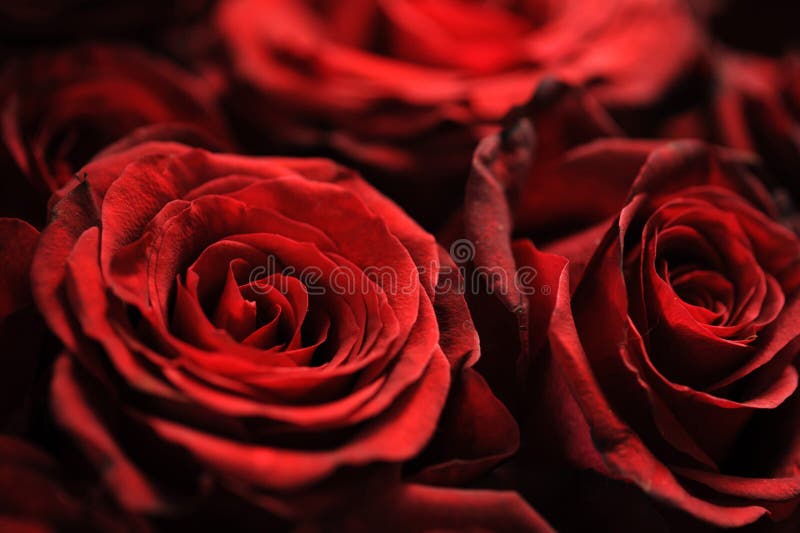Bouquet of faded roses stock image. Image of harmony - 33265963