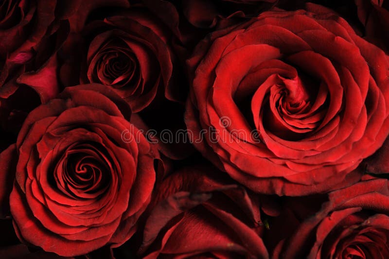 Bouquet of faded roses stock image. Image of background - 33266093