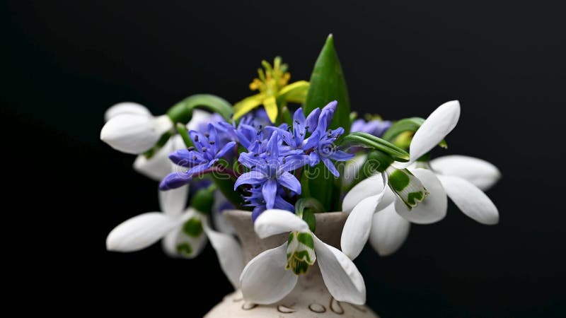 Bouquet of First Spring Flowers Stock Footage - Video of white, petal ...