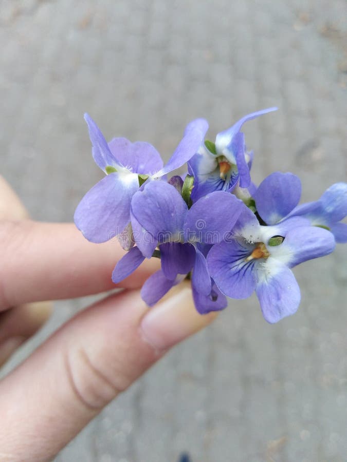 Bouquet of first violets stock photo. Image of timenthere - 191651672