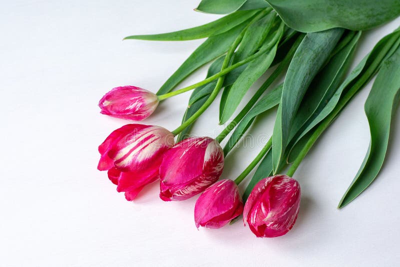 Five flowers lake stock photo. Image of blue, clear, summer - 11191706