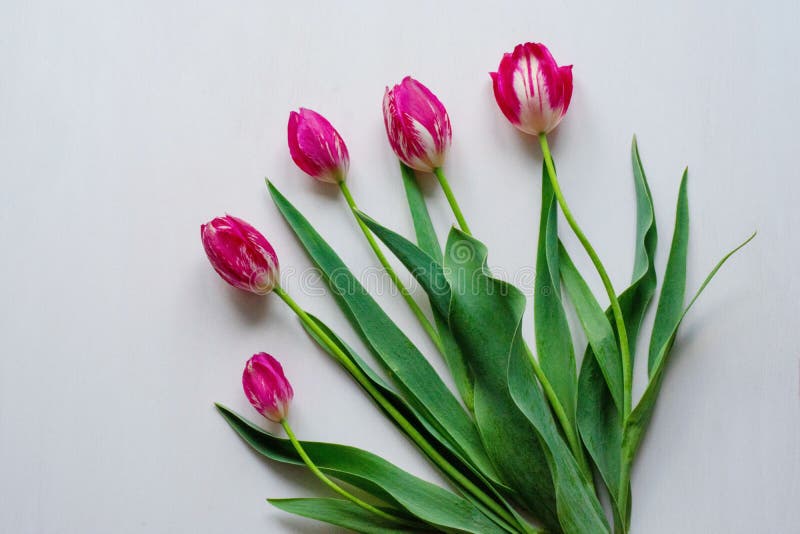 Five flowers lake stock photo. Image of blue, clear, summer - 11191706