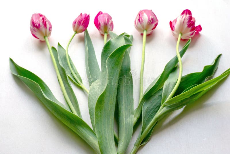 Five flowers lake stock photo. Image of blue, clear, summer - 11191706