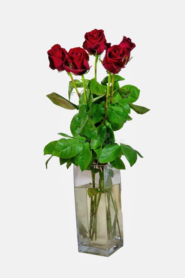 Bouquet of Five Red Roses Isolate on a White Background Stock Image ...