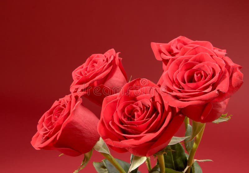 Bouquet of five roses stock photo. Image of roses, bright - 1804488