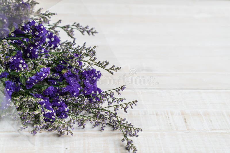 117 Statis Flower Stock Photos - Free & Royalty-Free Stock Photos from ...