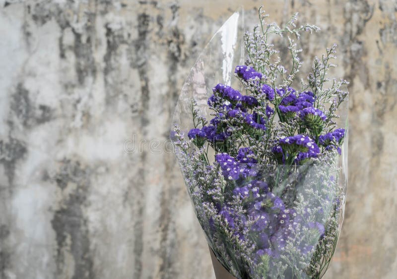 117 Statis Flower Stock Photos - Free & Royalty-Free Stock Photos from ...