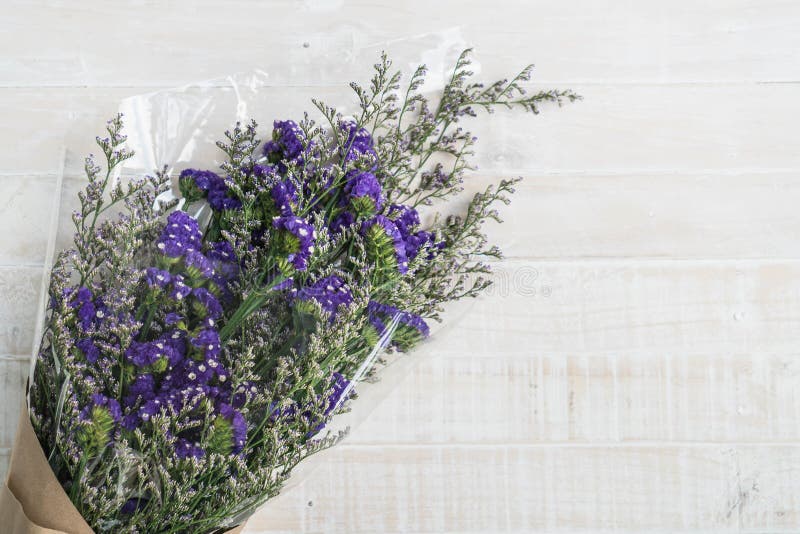 Statis flower in pot stock photo. Image of natural, green - 108772650