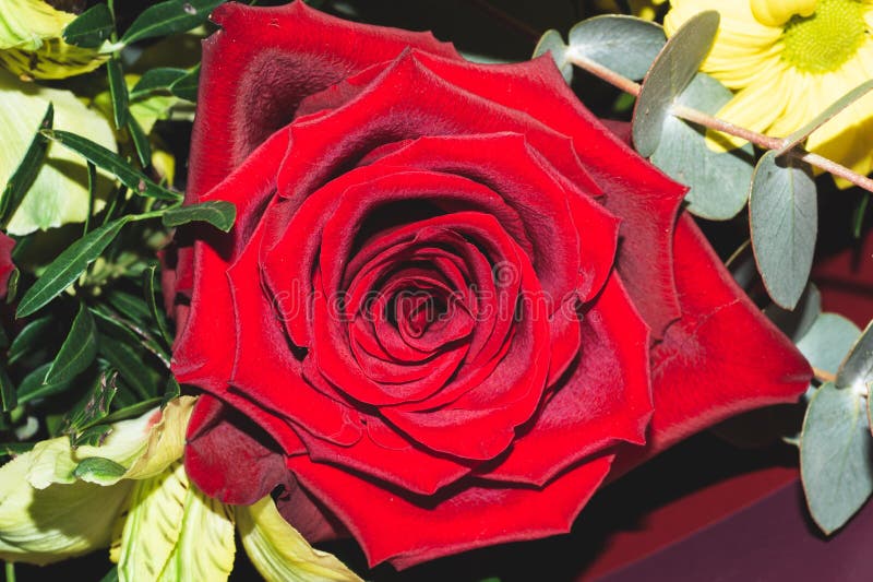 Bouquet of Flowers with Big Red Rose Stock Image - Image of holiday ...