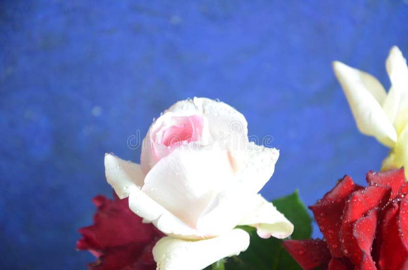 Bouquet of Flowers - a Composition of Multi-colored Roses. Background ...