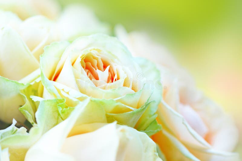 Bouquet of Flowers from Creamy Roses with Soft Focus. Stock Image ...
