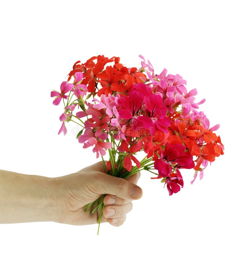 Bouquet of Flowers Geranium Stock Photo - Image of colored, multi: 39747498