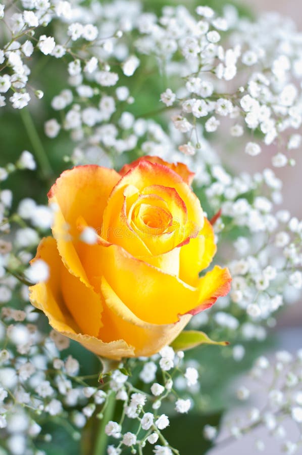 Bouquet of Flowers with Roses and Gypsophila Stock Photo - Image of ...