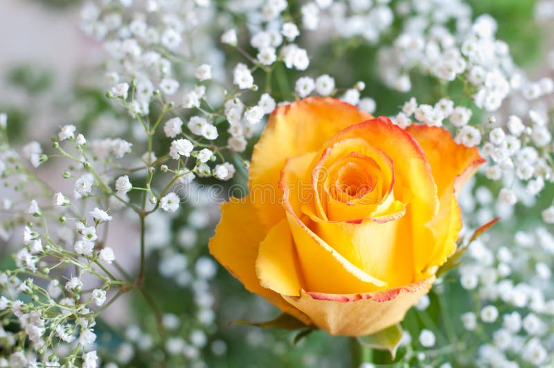 Bouquet of Flowers with Roses and Gypsophila Stock Photo - Image of ...