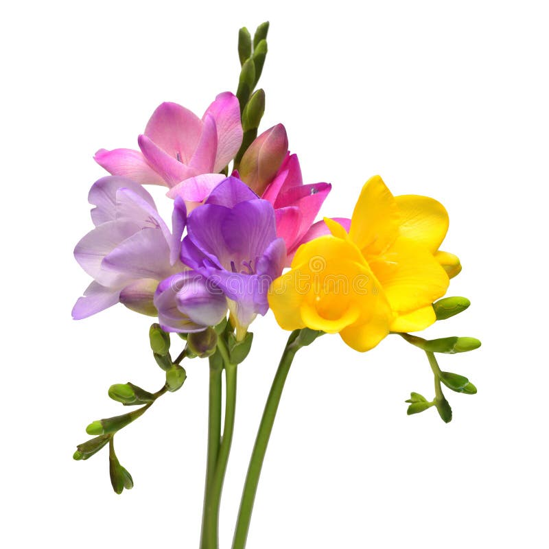 Bouquet Freesia Isolated on White Background Stock Photo - Image of ...