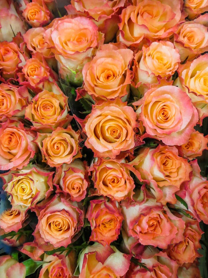Beautiful Orange-pink Roses on a Bush in the Garden Stock Image - Image ...
