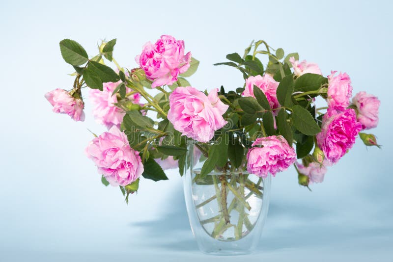 Fresh bouquet of peonies stock photo. Image of arrangement - 31473638