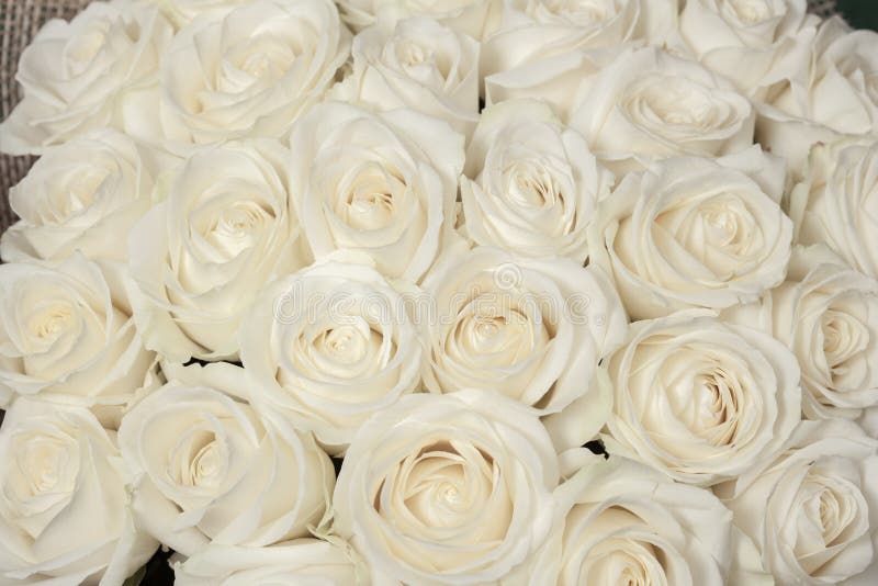 A Bouquet of Fresh, Beautiful, White Roses Stock Photo - Image of ...