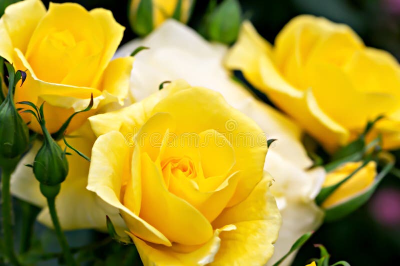 Fresh yellow roses stock photo. Image of tenderness - 269426372