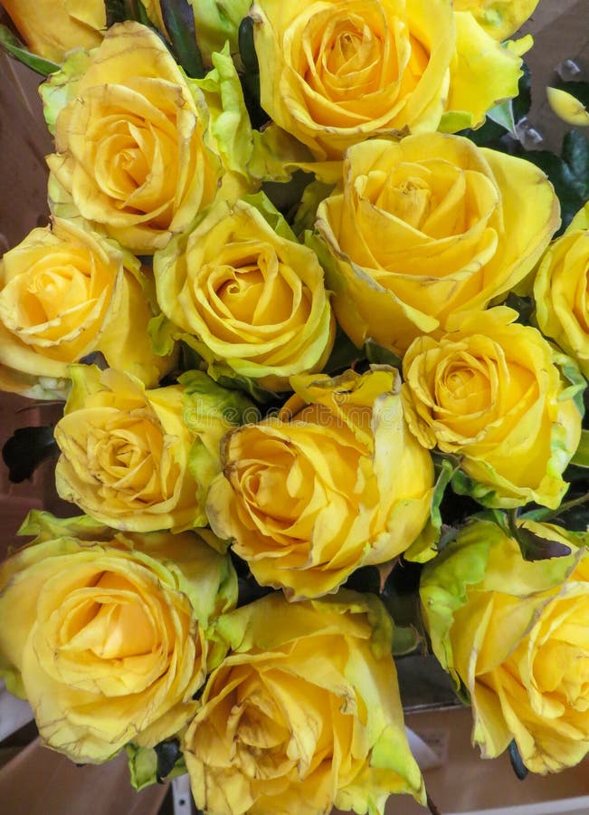 A Bouquet of Fresh Beautiful Yellow Roses in a Vase Stock Photo - Image ...