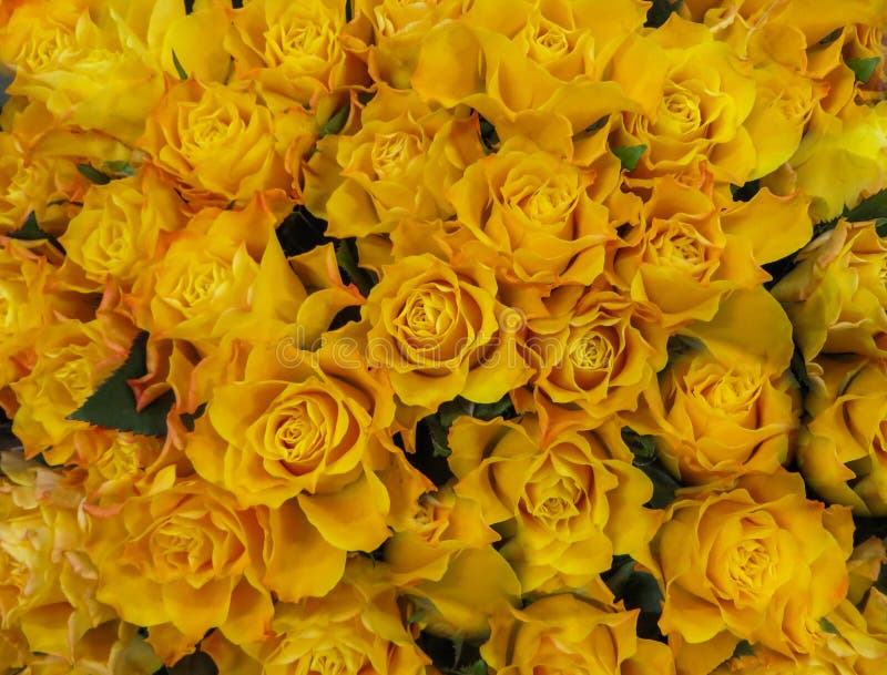 A Bouquet of Fresh Beautiful Yellow Roses in a Vase Stock Image - Image ...