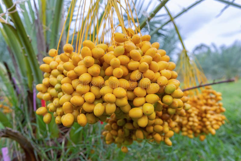 Bouquet of Fresh Date Palm Tree Stock Photo - Image of branch ...