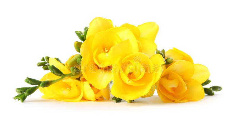 Bouquet of Fresh Freesia Flowers Isolated Stock Image - Image of ...