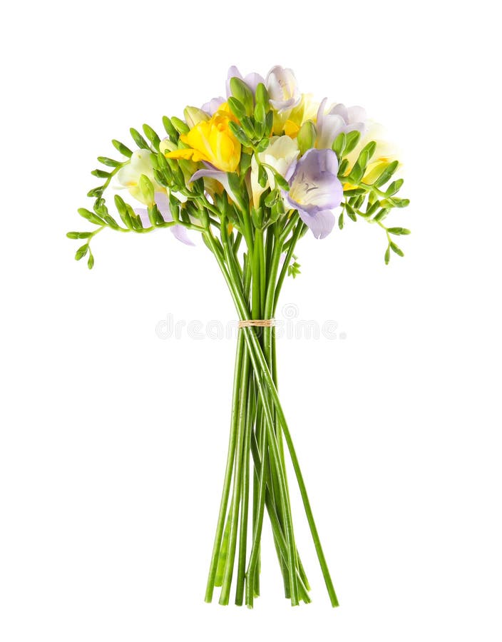 Bouquet of Fresh Freesia Flowers Isolated Stock Photo - Image of ...