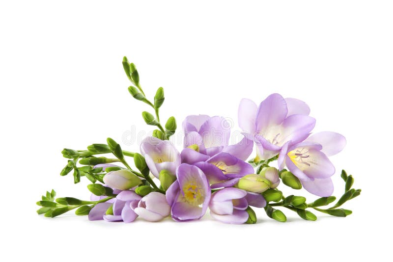 Bouquet of Fresh Freesia Flowers Isolated Stock Photo - Image of flora ...