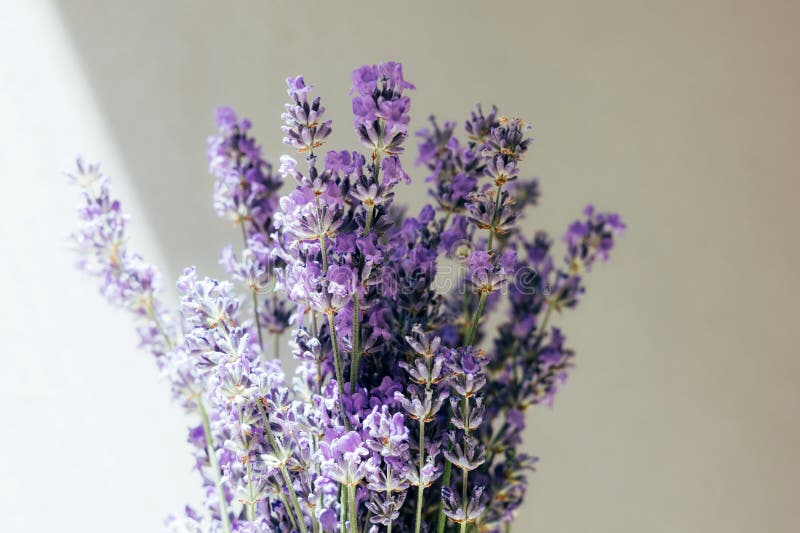 Bouquet of Fresh Lavender on a Gray Concrete Background. Blooming ...